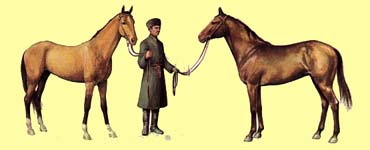 NWBHC Equinealities, Akhal Teké